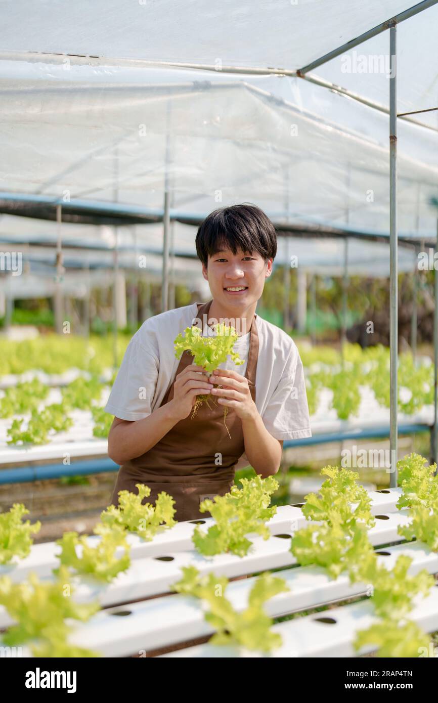 man Farmer harvesting vegetable from hydroponics farm. Organic fresh ...
