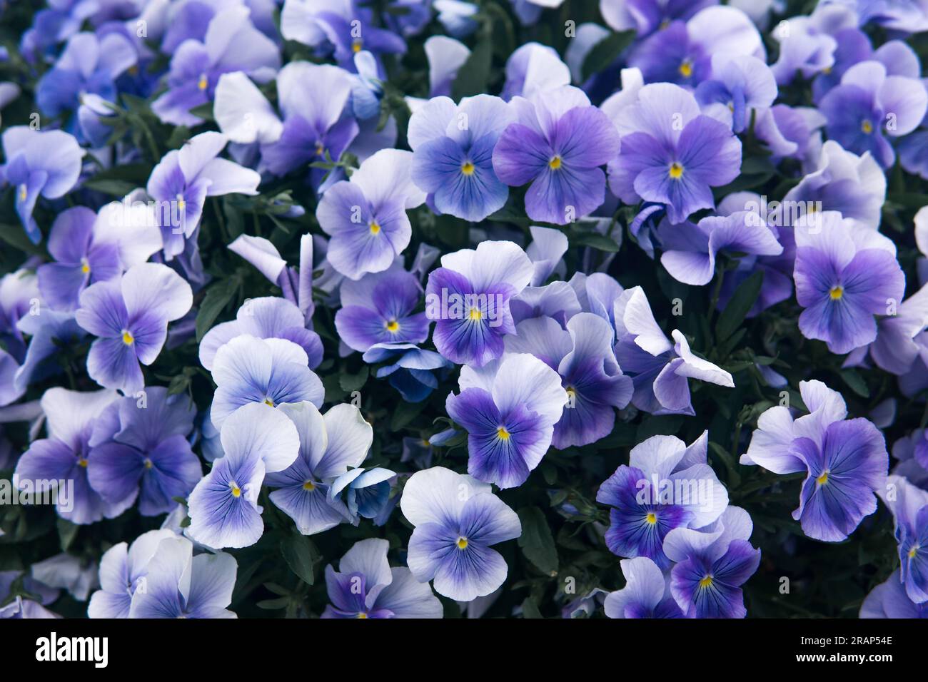 deep blue garden pansy flowers in a flower bed Stock Photo - Alamy