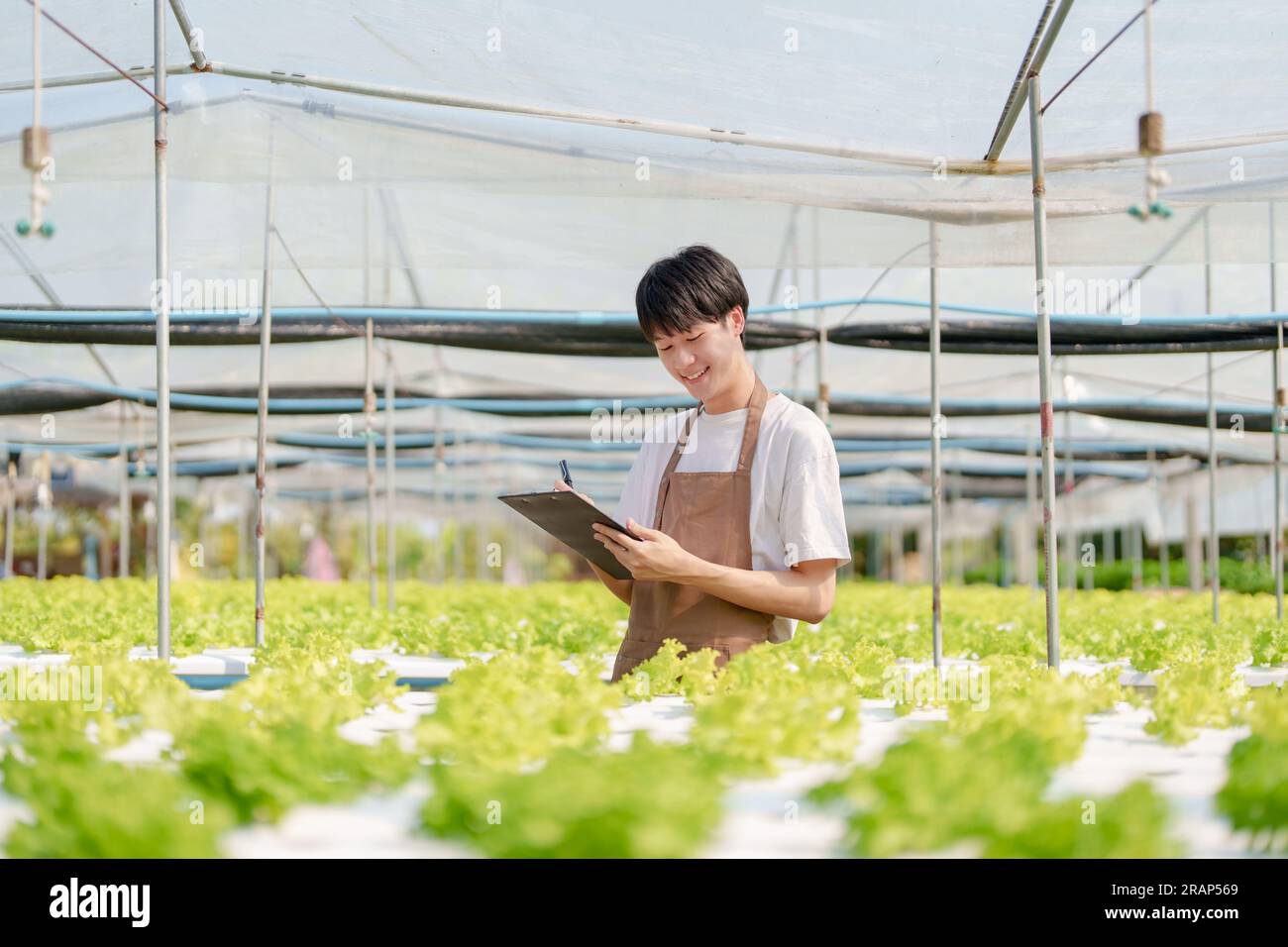 man Farmer harvesting vegetable and audit quality from hydroponics farm ...