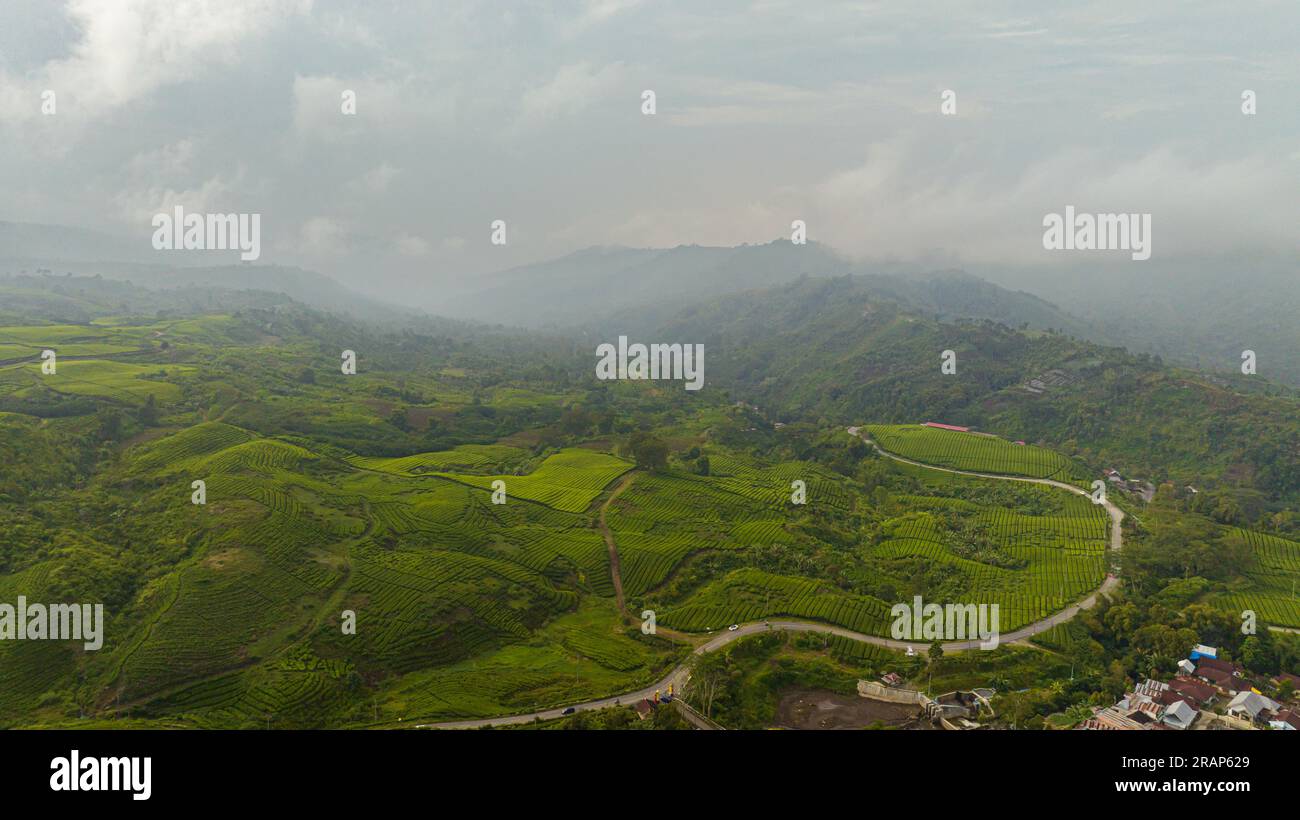 Aerial view of hills with tea plantations Kayu Aro. Tea estate in ...