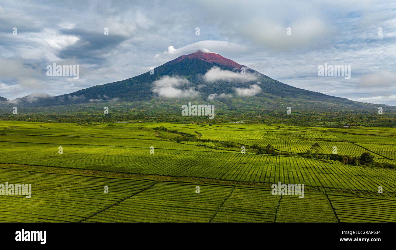 Tea plantations at the foot of the Kerinci volcano. Tea estate ...