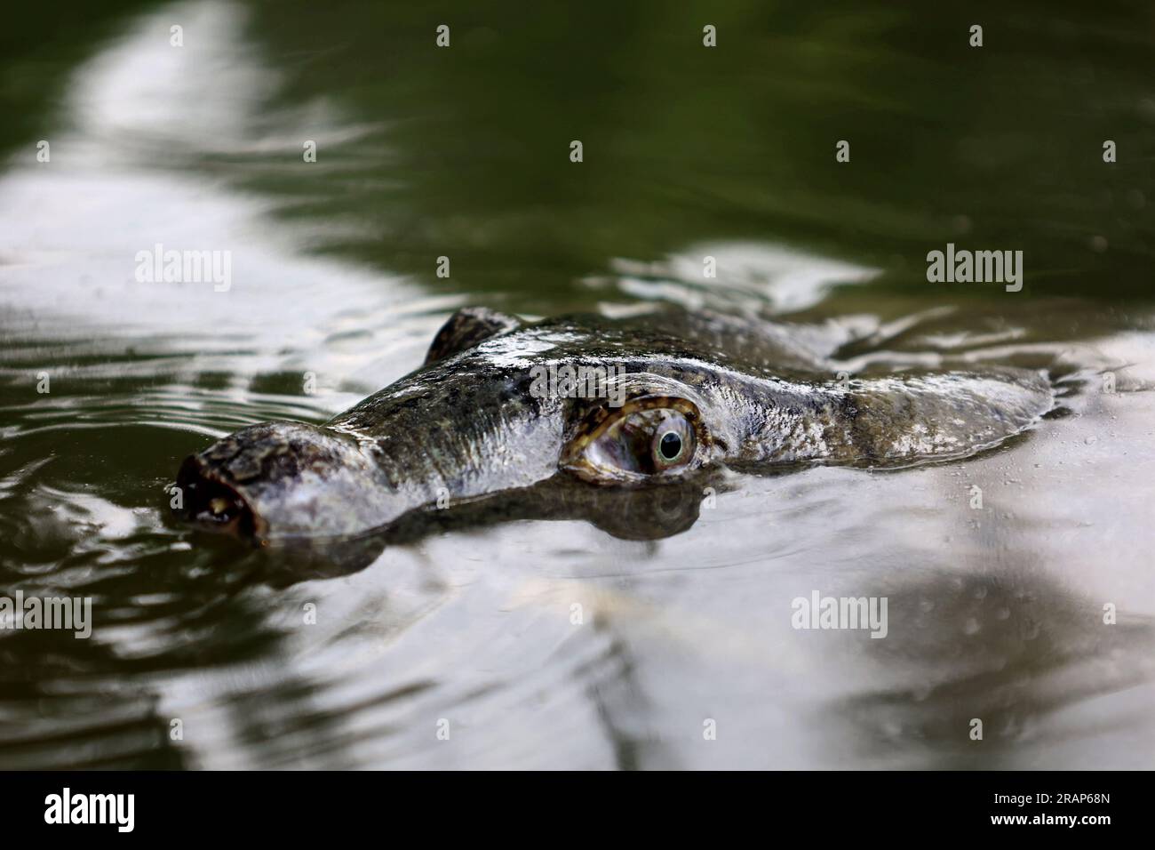 Chittagong, Bayazid, Bangladesh. 5th July, 2023. July 05, 2023 ...
