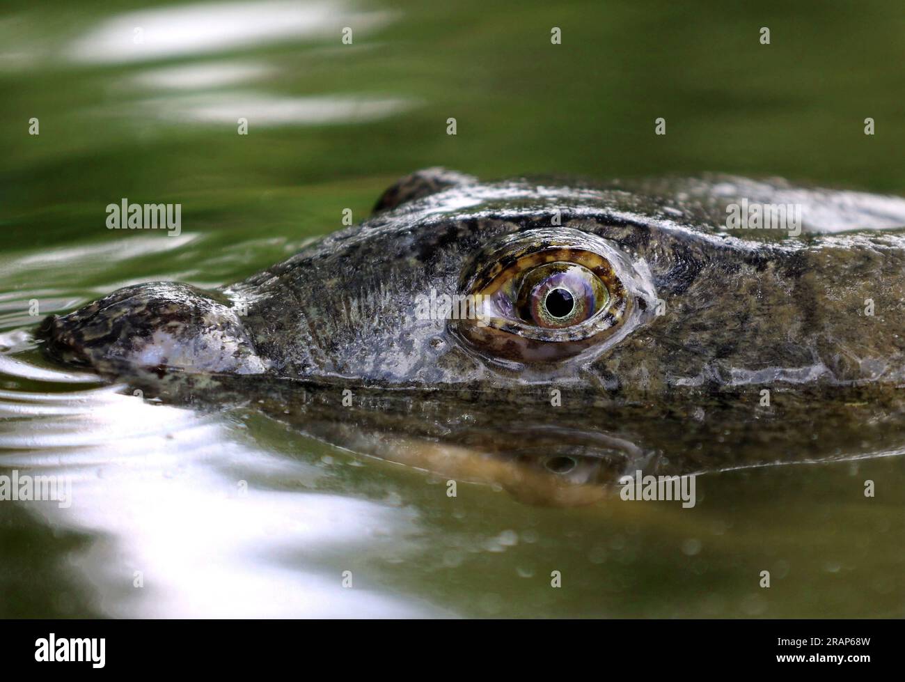 Chittagong, Bayazid, Bangladesh. 5th July, 2023. July 05, 2023 ...