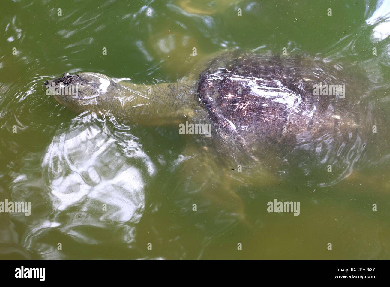 Chittagong, Bayazid, Bangladesh. 5th July, 2023. July 05, 2023 ...