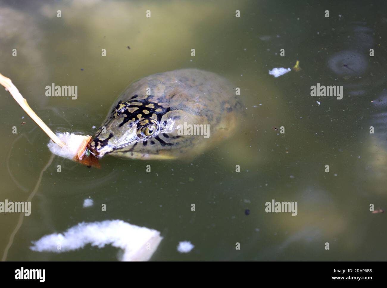 Chittagong, Bayazid, Bangladesh. 5th July, 2023. July 05, 2023 ...