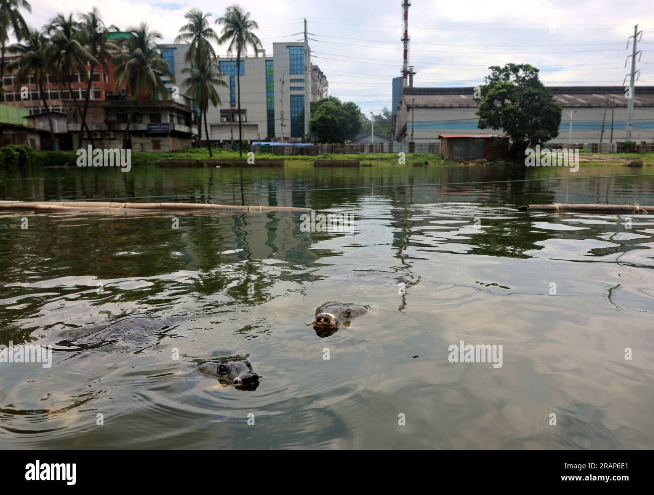 Chittagong, Bayazid, Bangladesh. 5th July, 2023. July 05, 2023 ...