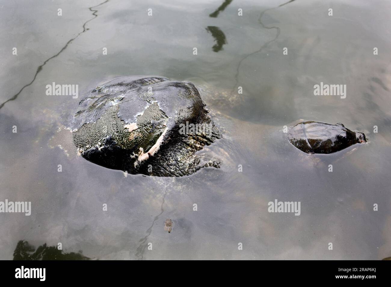 Chittagong, Bayazid, Bangladesh. 5th July, 2023. July 05, 2023 ...
