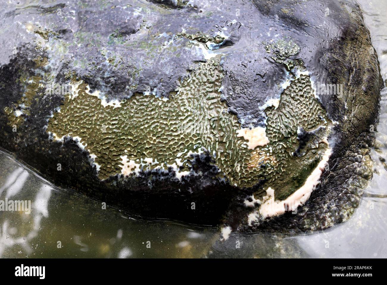 Chittagong, Bayazid, Bangladesh. 5th July, 2023. July 05, 2023 ...