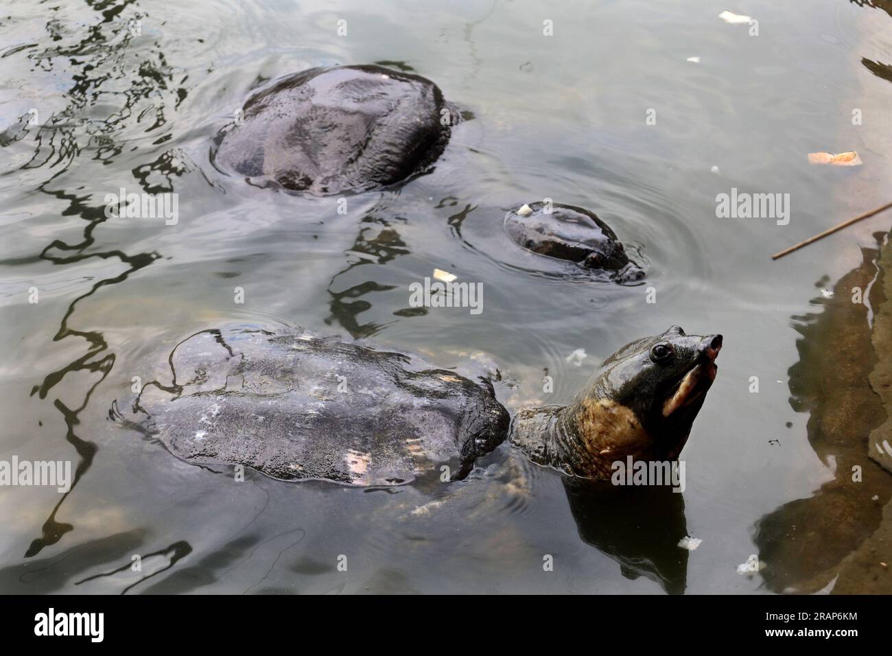 Chittagong, Bayazid, Bangladesh. 5th July, 2023. July 05, 2023 ...
