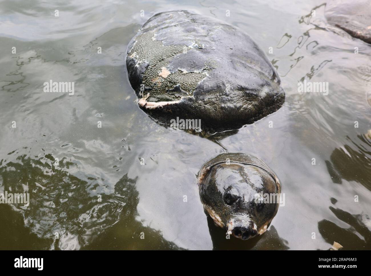 Chittagong, Bayazid, Bangladesh. 5th July, 2023. July 05, 2023 ...