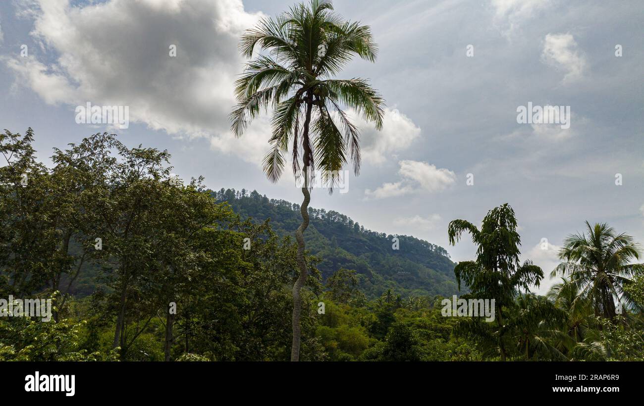 Tropical landscape with crooked palm tree and tropical forest. Sumatra ...