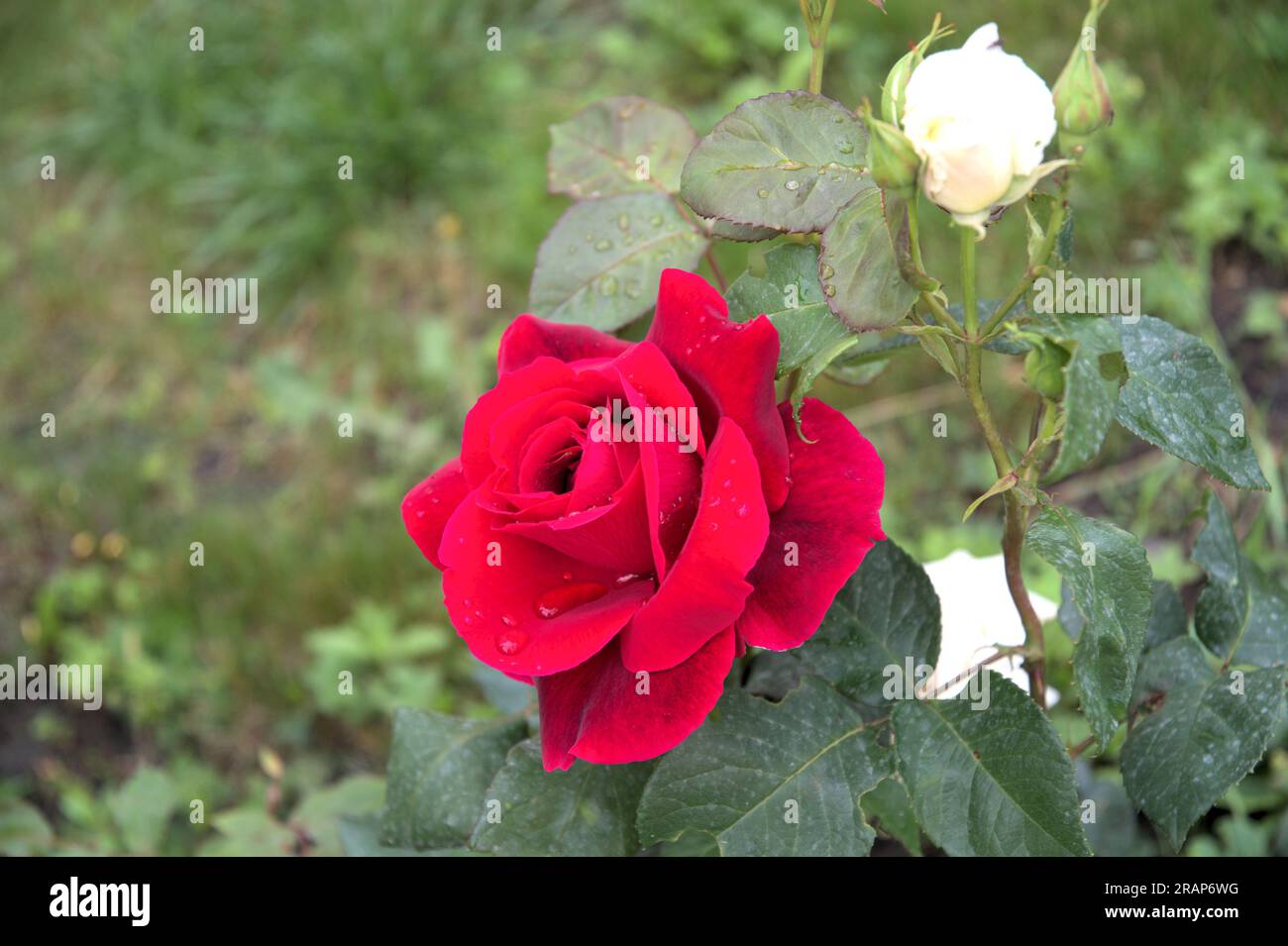 Fresh red rose leaves hi-res stock photography and images - Alamy