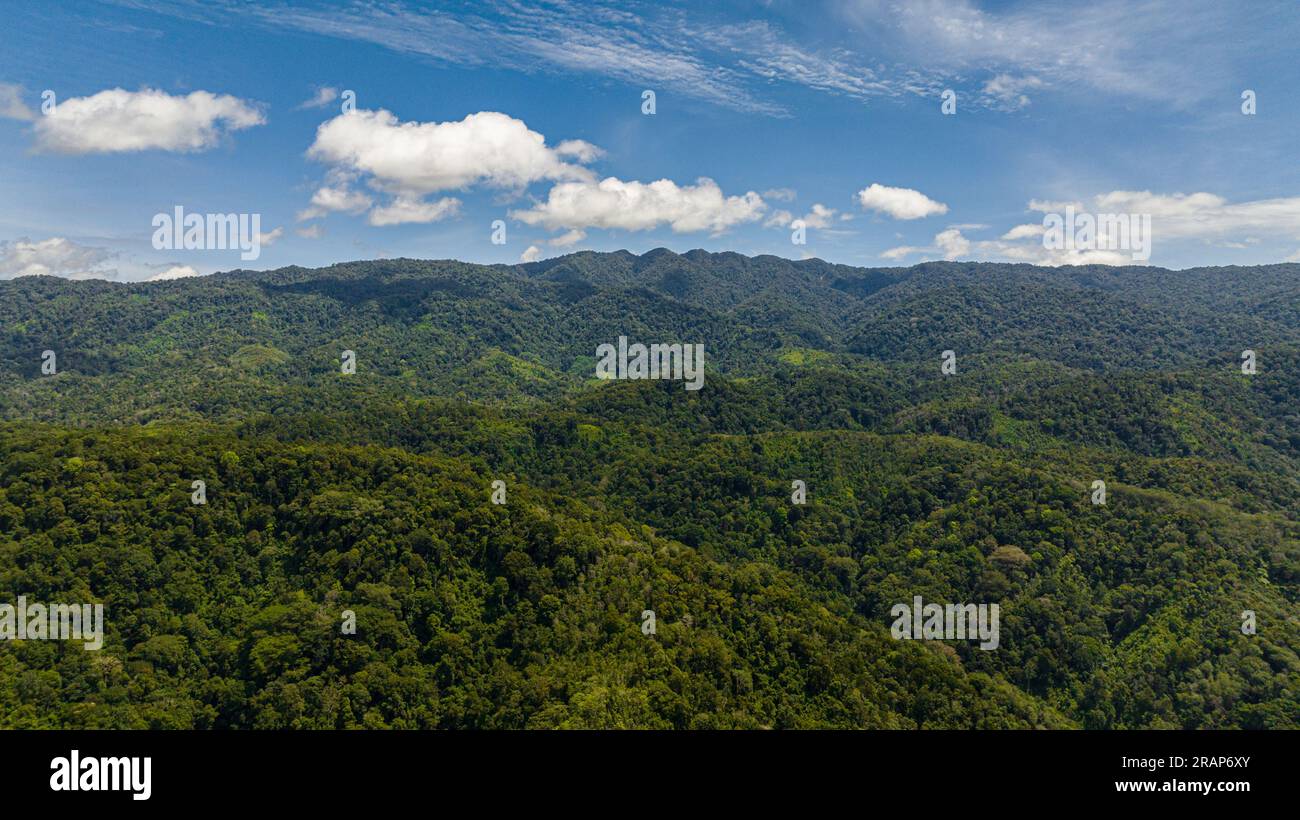 Aerial drone of mountains and hills with green vegetation and trees in ...