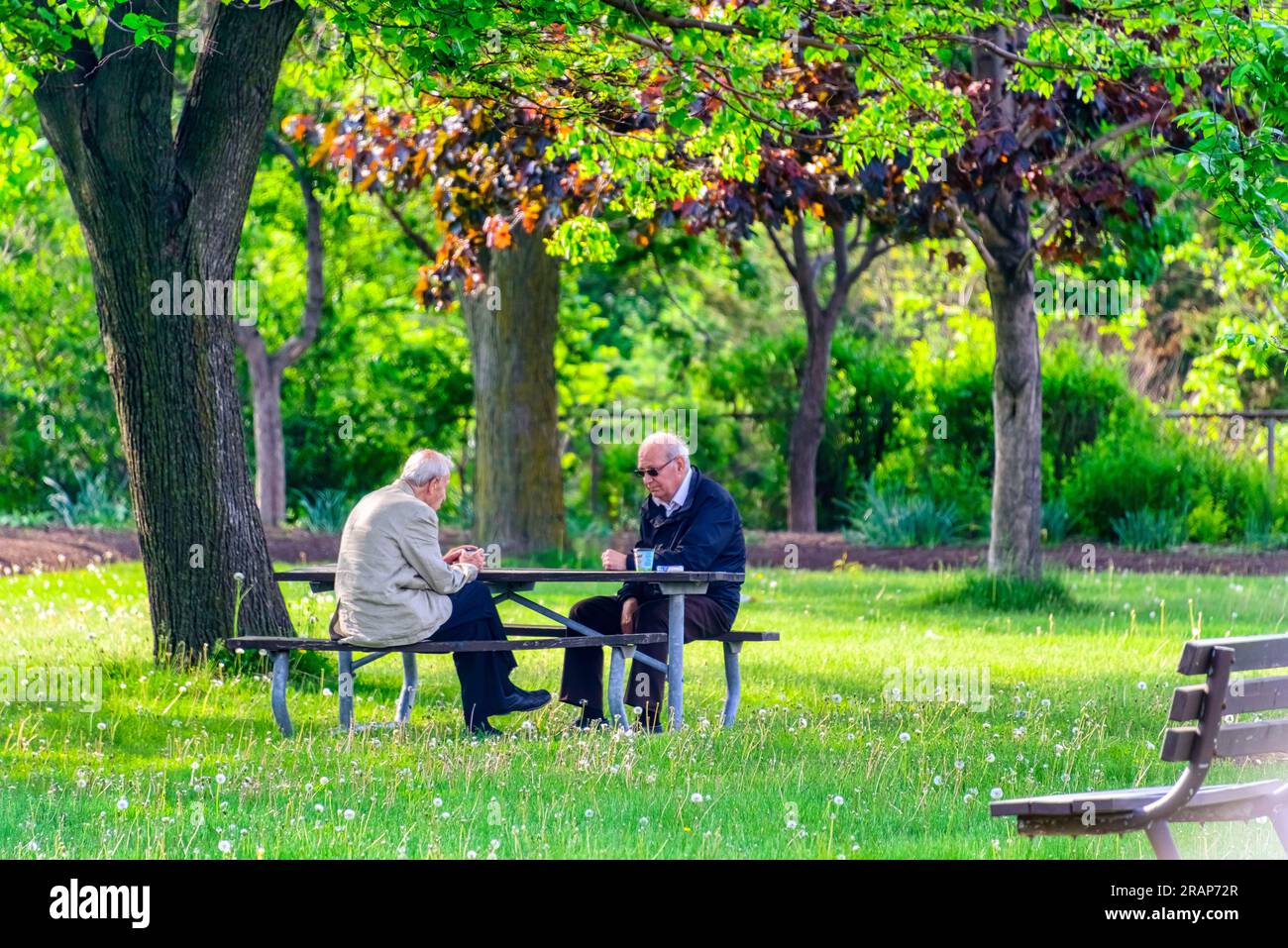 Two senior men sitting on a public park table. They are drinking coffee ...