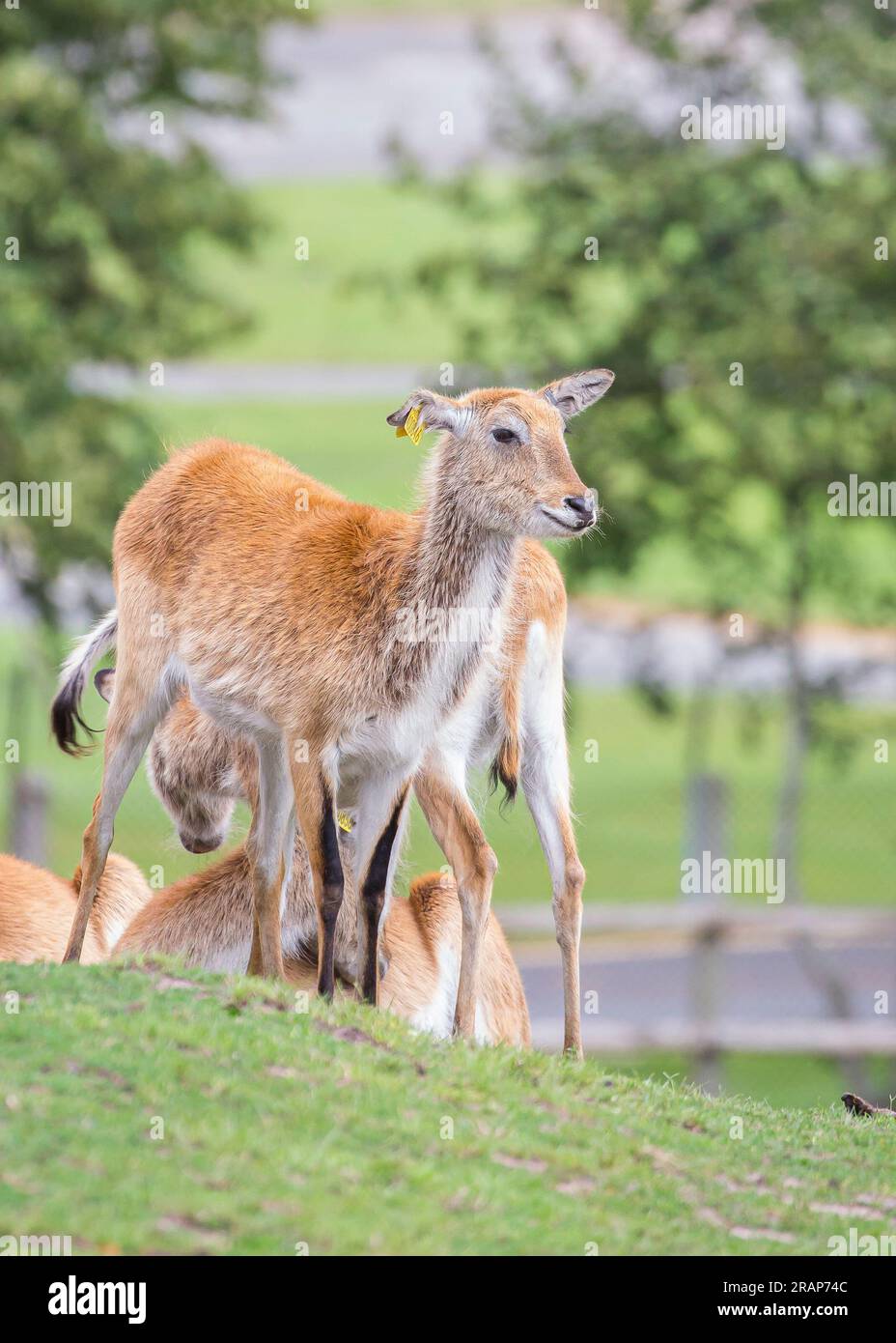 Deer close up hi-res stock photography and images - Alamy