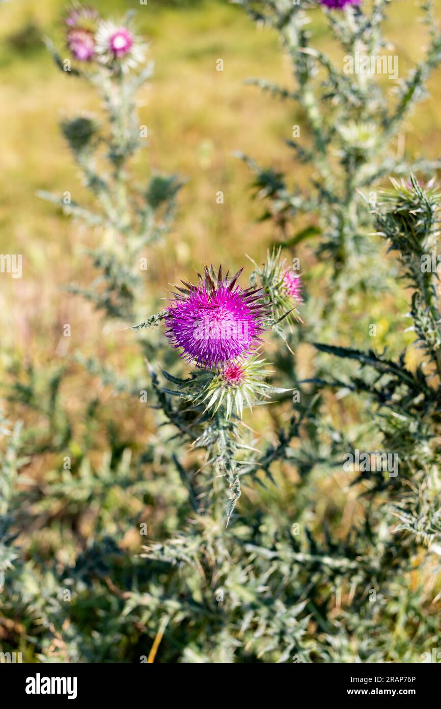 Spiky thistles hi-res stock photography and images - Alamy