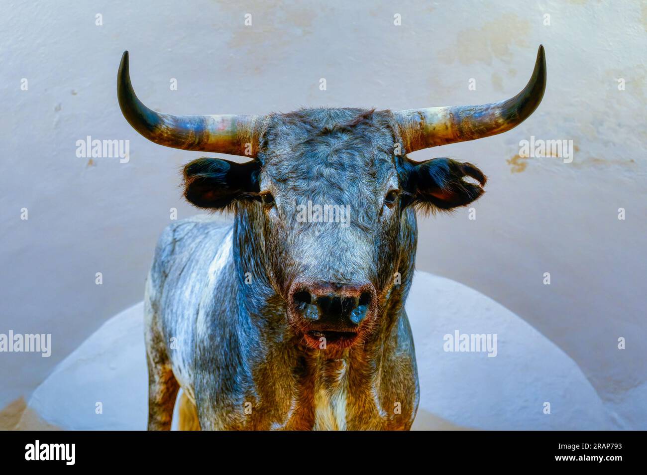 Seville, Spain - January 20, 2023: Statue of a bull in the bullring ...