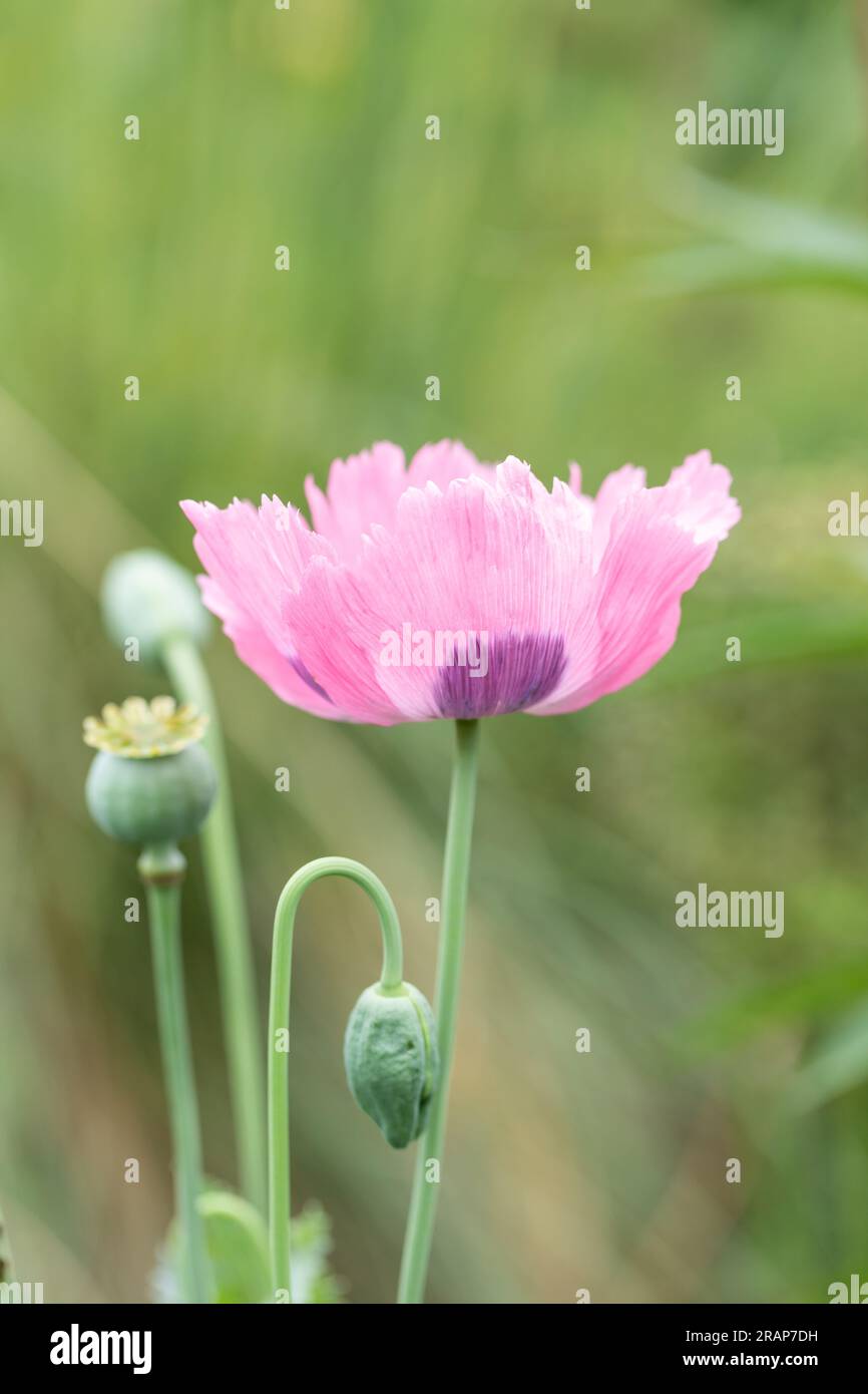 Pink Opium poppy flower, Papaver somniferum Stock Photo - Alamy