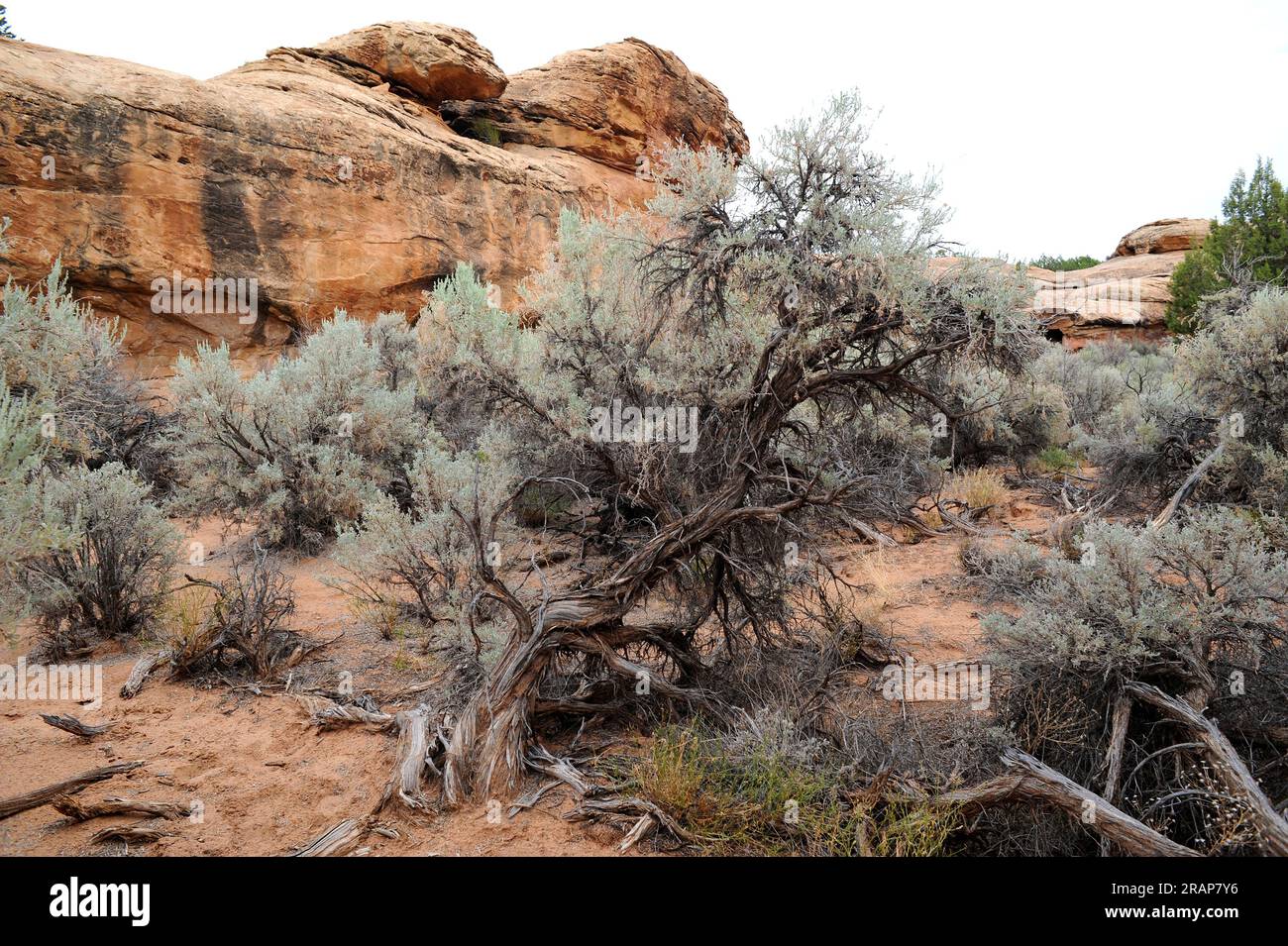 Big sagebrush (Artemisia tridentata) is an aromatic shrub native to ...
