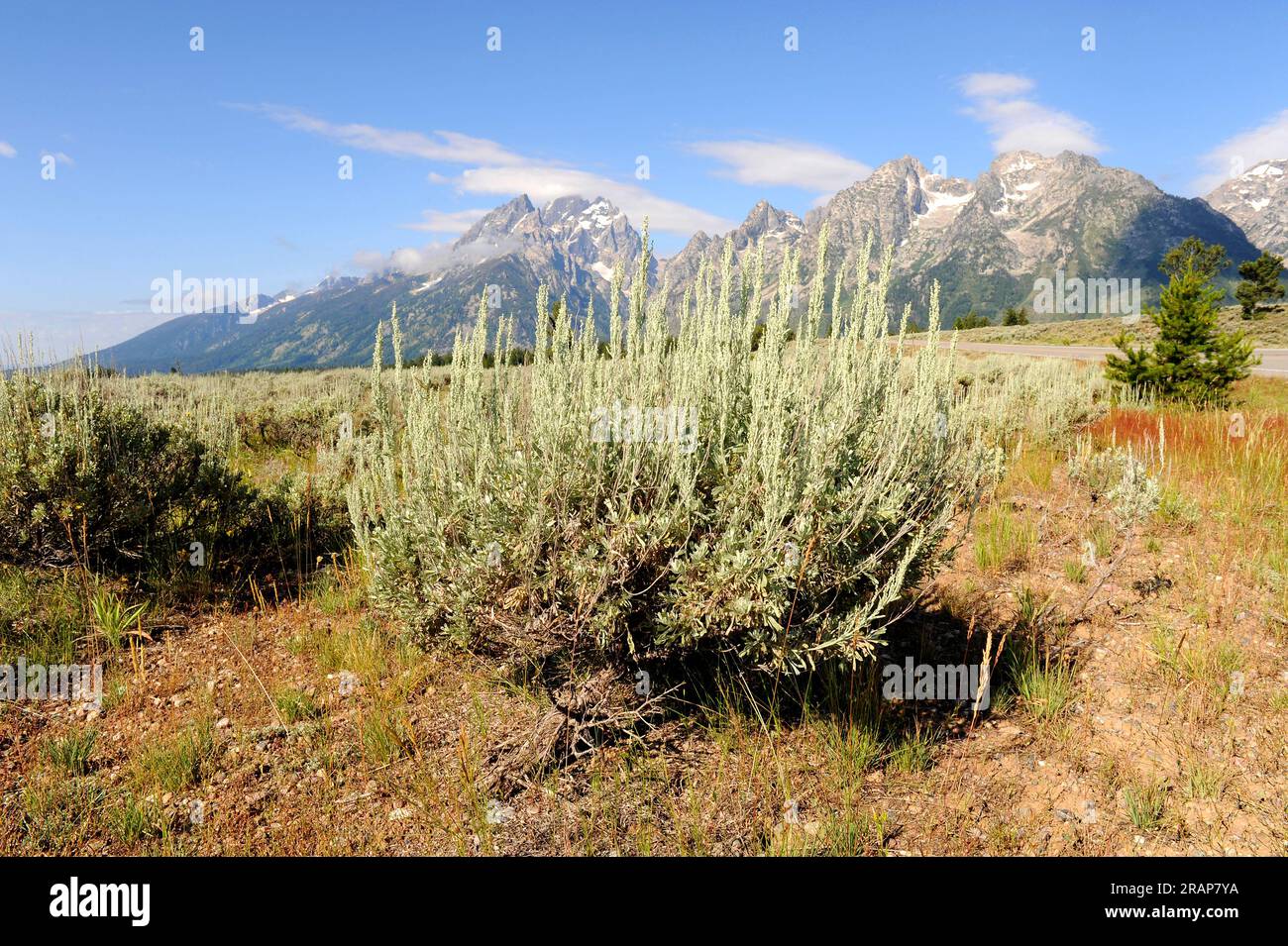 Big sagebrush (Artemisia tridentata) is an aromatic shrub native to ...