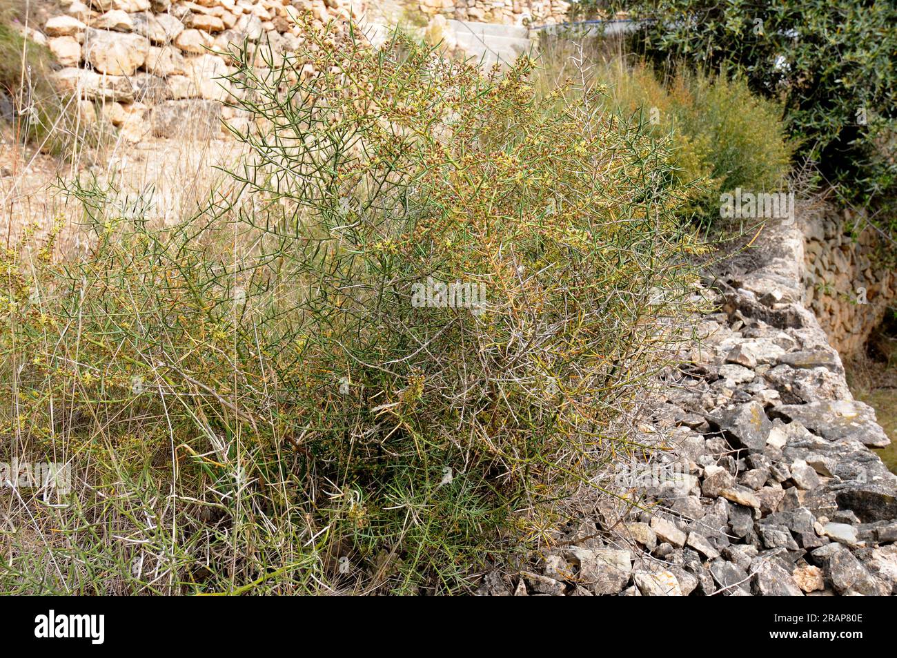 Flowering asparagus (Asparagus horridus) is a spiny shrub native to ...