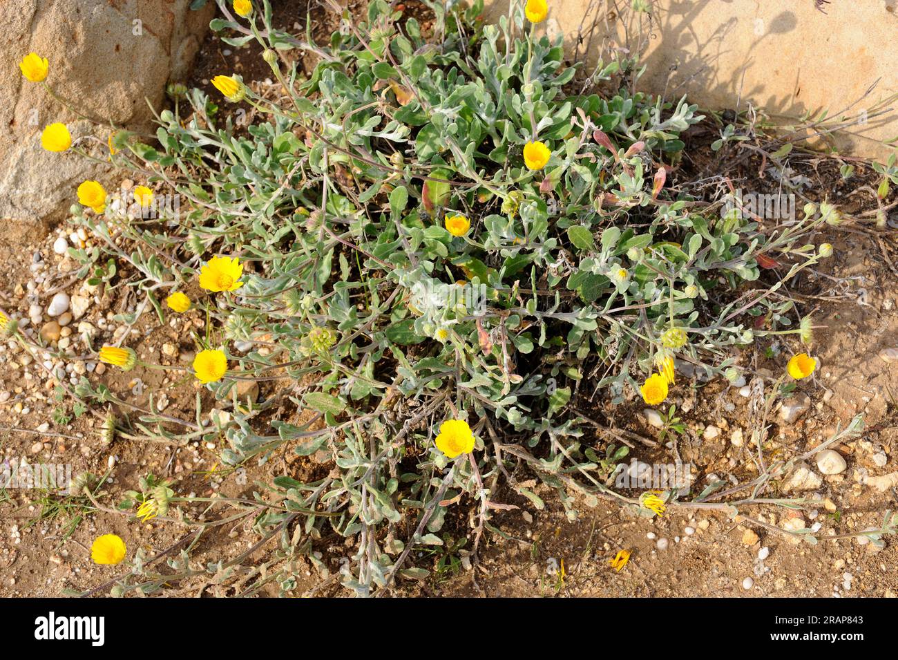 Maravilla de mar hi-res stock photography and images - Alamy