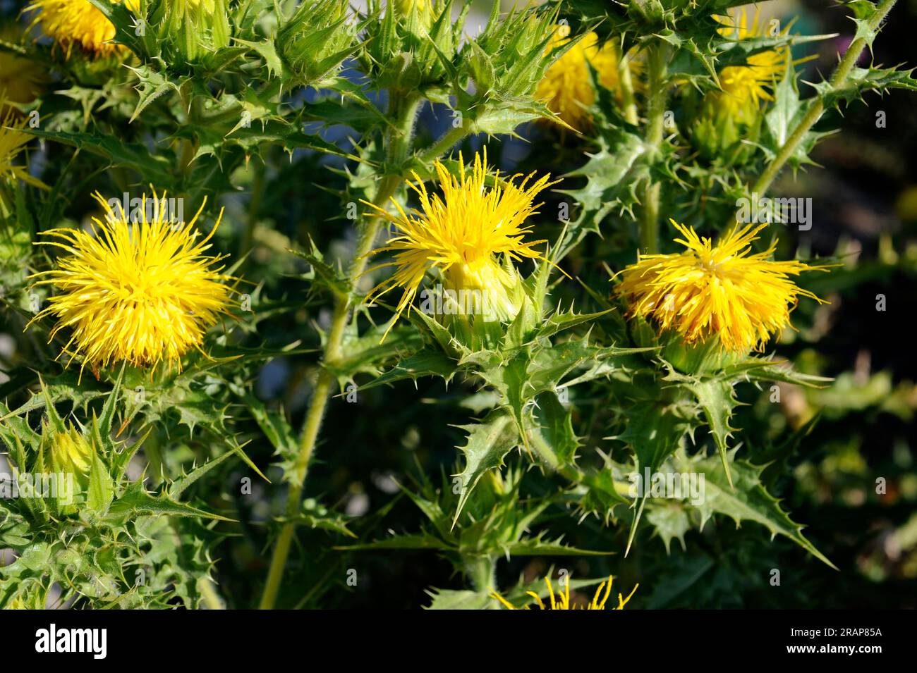 Carthamus arborescens hi-res stock photography and images - Alamy