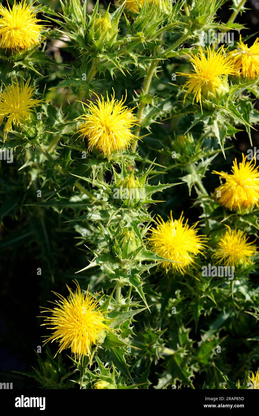 Fonus arborescens hi-res stock photography and images - Alamy