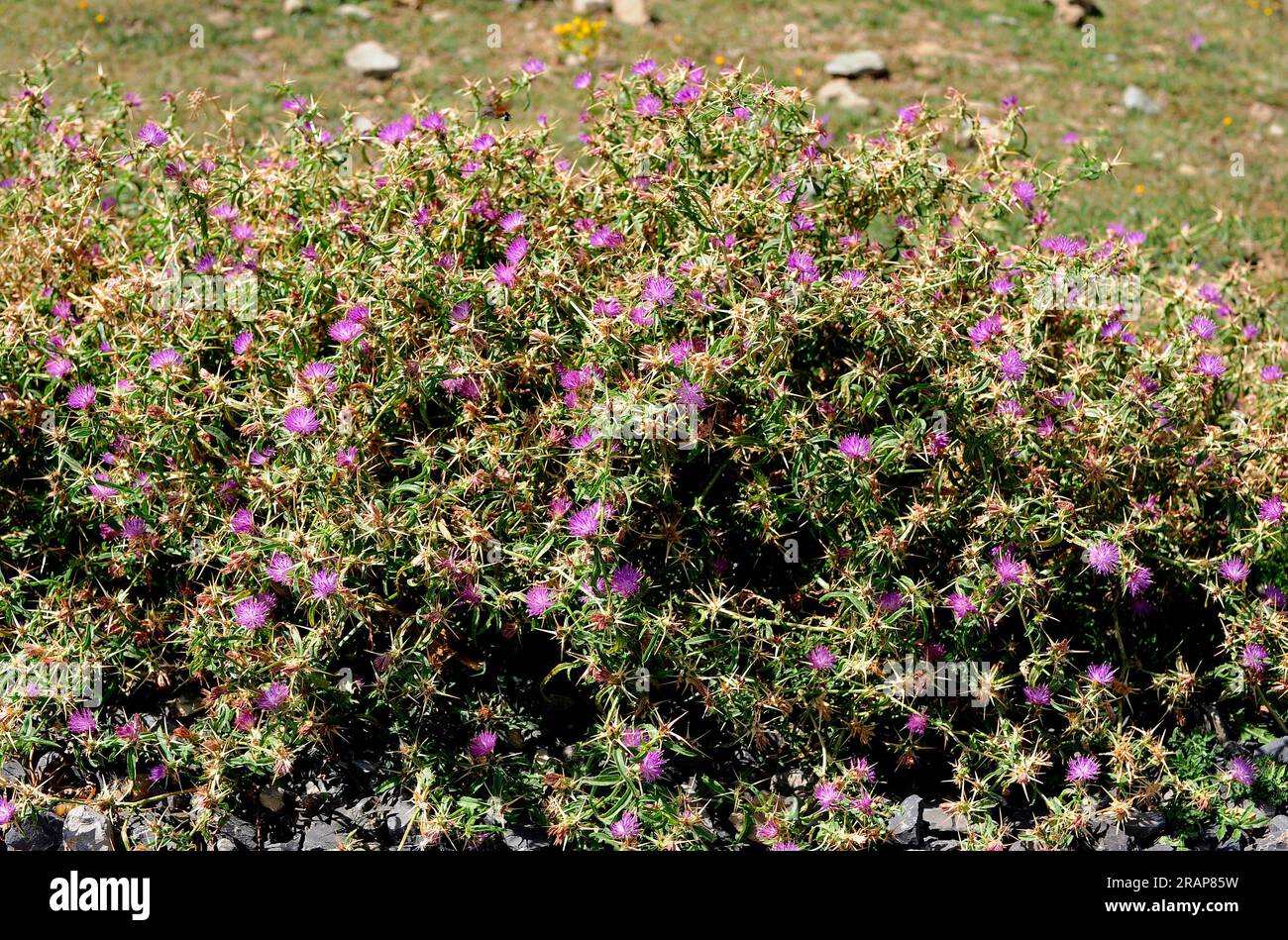 Red starthistle hi-res stock photography and images - Alamy