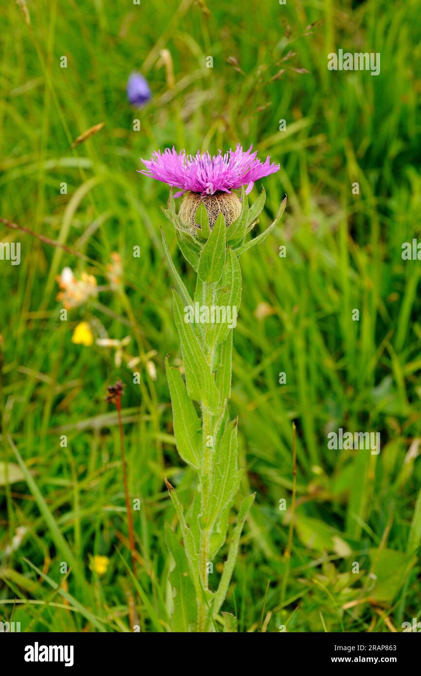 Singleflower knapweed (Centaurea uniflora) is an alpine plant native to ...