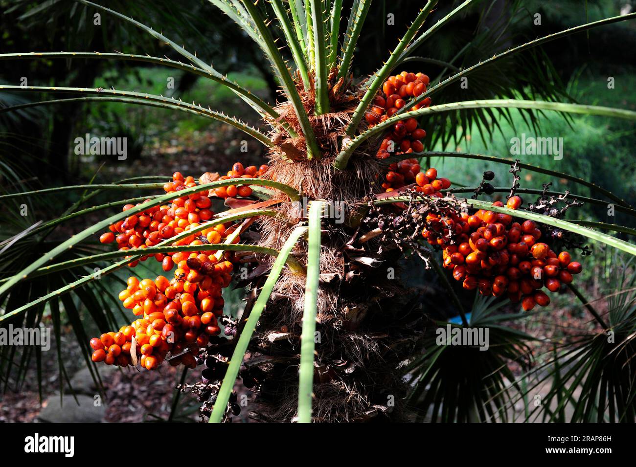 Mediterranean fan palm hi-res stock photography and images - Alamy