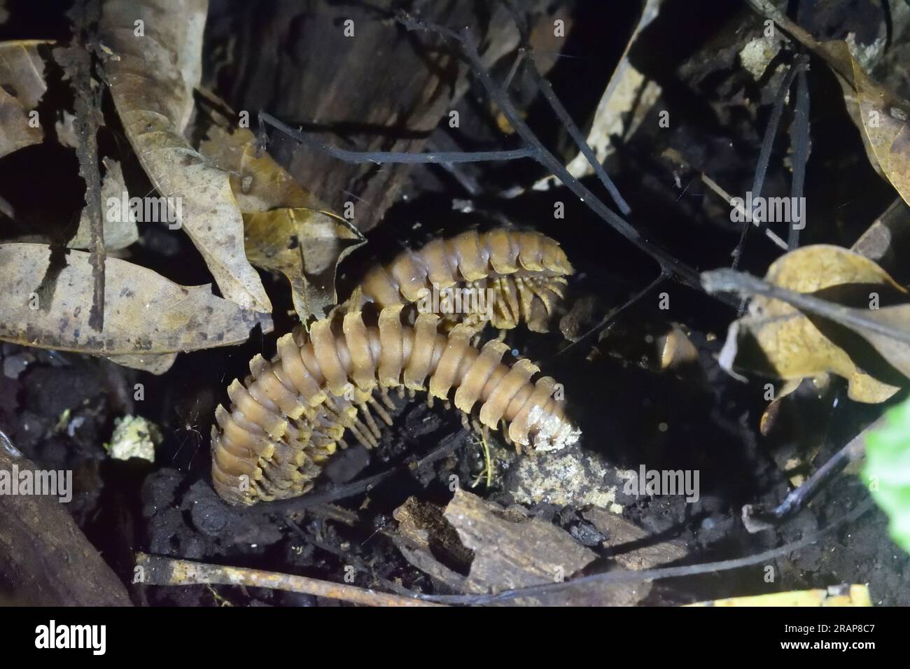 Python millipede hi-res stock photography and images - Alamy