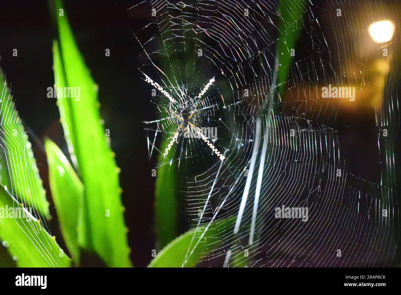 A Golden Orb weaver spider (Nephila clavipes) during a night walk in ...