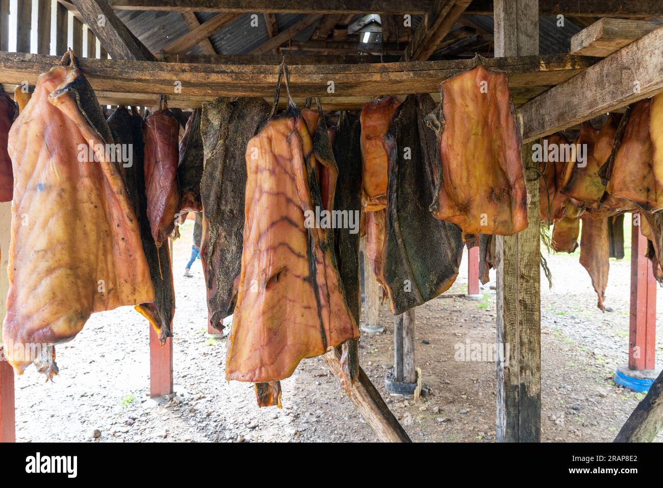 Greenland shark hi-res stock photography and images - Alamy
