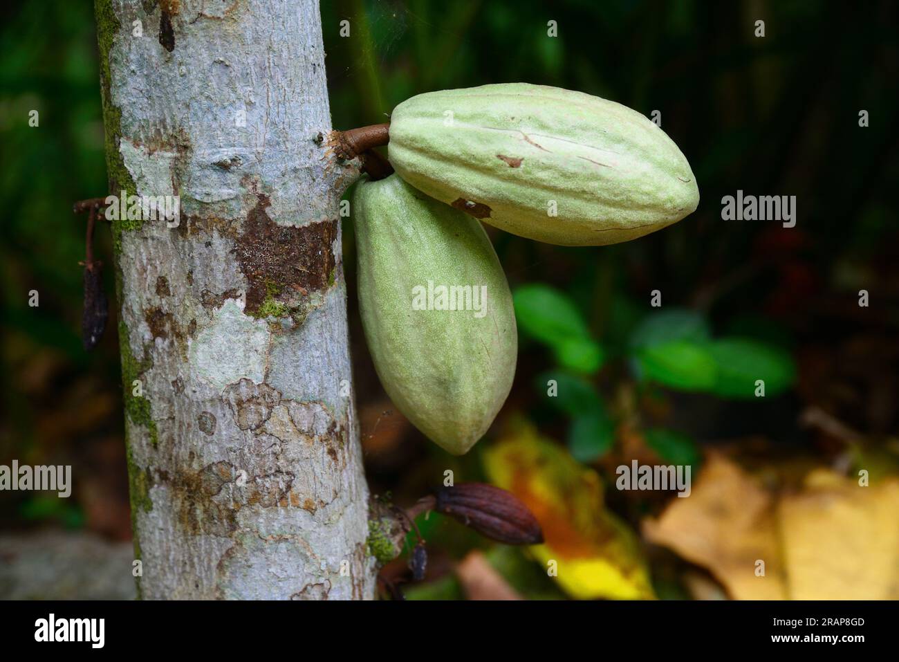 A cacao tree in the forest of Cahuita National Park, overlooking the ...
