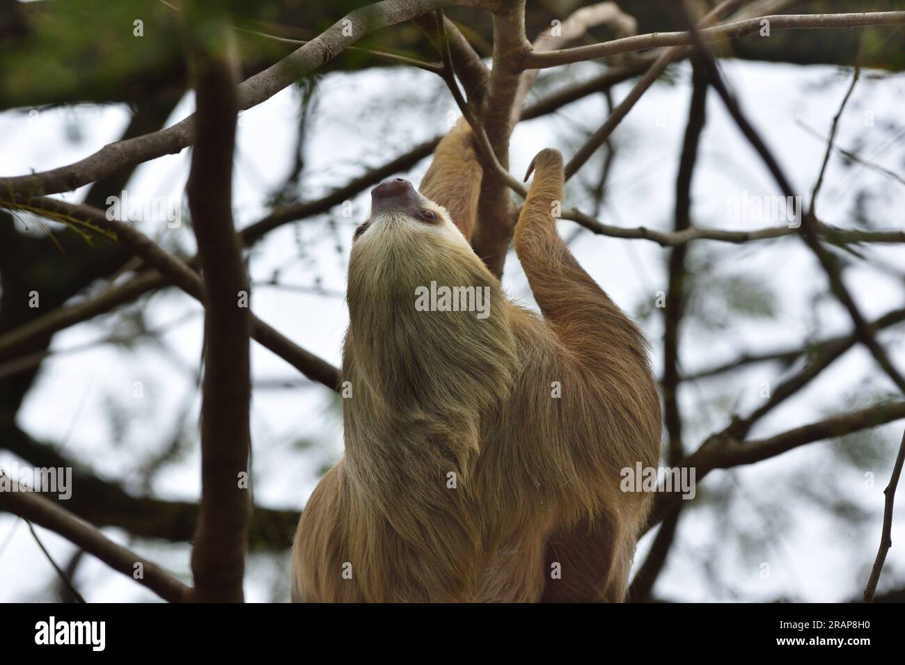 A two-toed sloth (choloepus hoffmanni) perched on branches. The forest ...