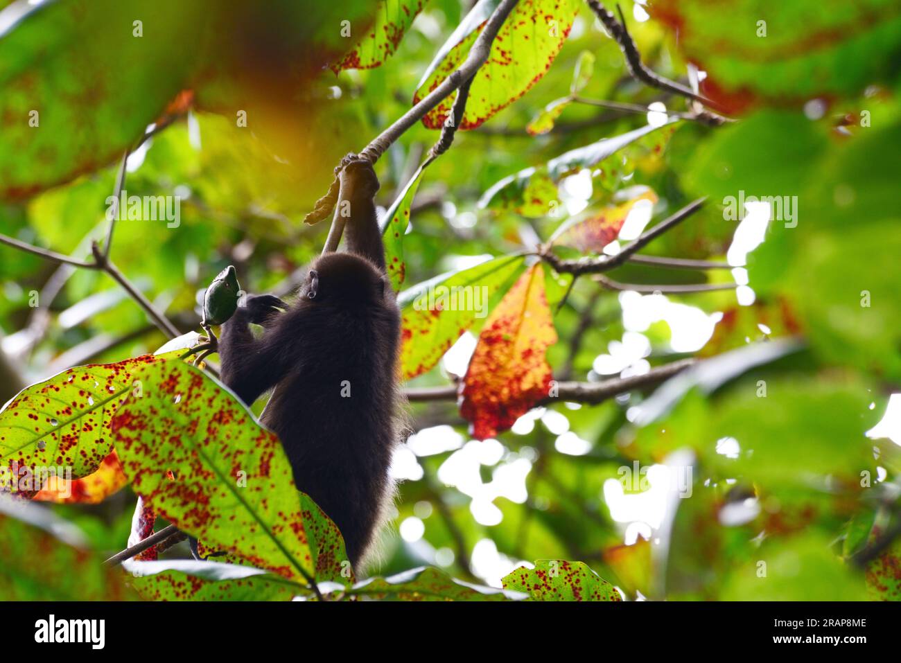 An howler monkey (aluatta palliata) on the tree in the forest of ...