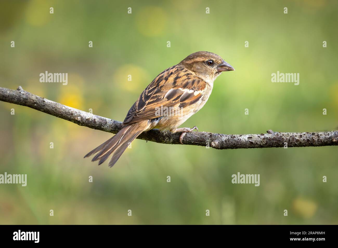 A close up of a single female sparrow sat on a tree branch with a ...