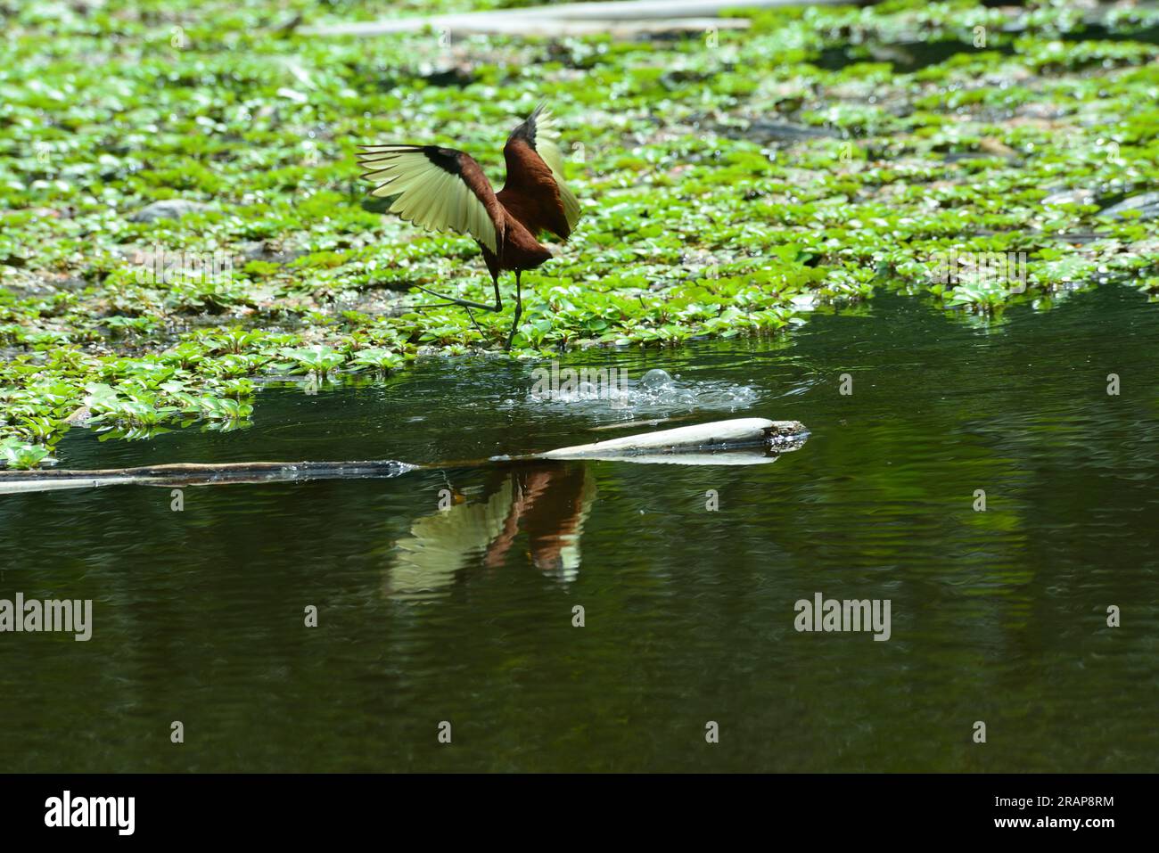 American jacana costa rica hi-res stock photography and images - Alamy
