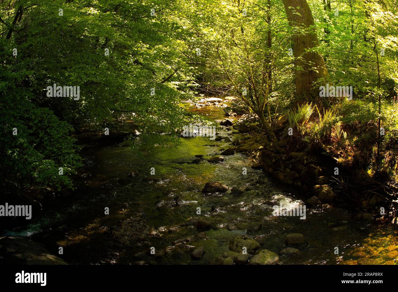 Scottish stream at Loch Long Stock Photo - Alamy