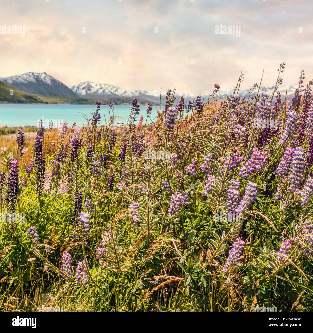 Spring flowers at Lake Tekapo in Canterbury, New Zeland Stock Photo - Alamy