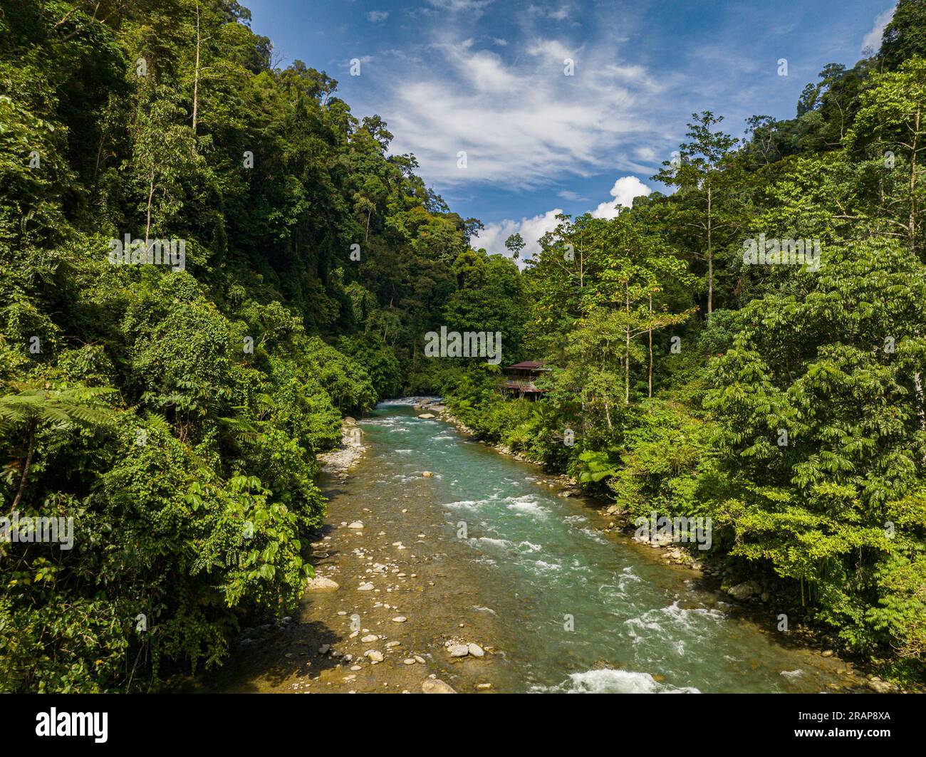 A river in the jungle with tropical vegetation. Sumatra. Bukit Lawang ...