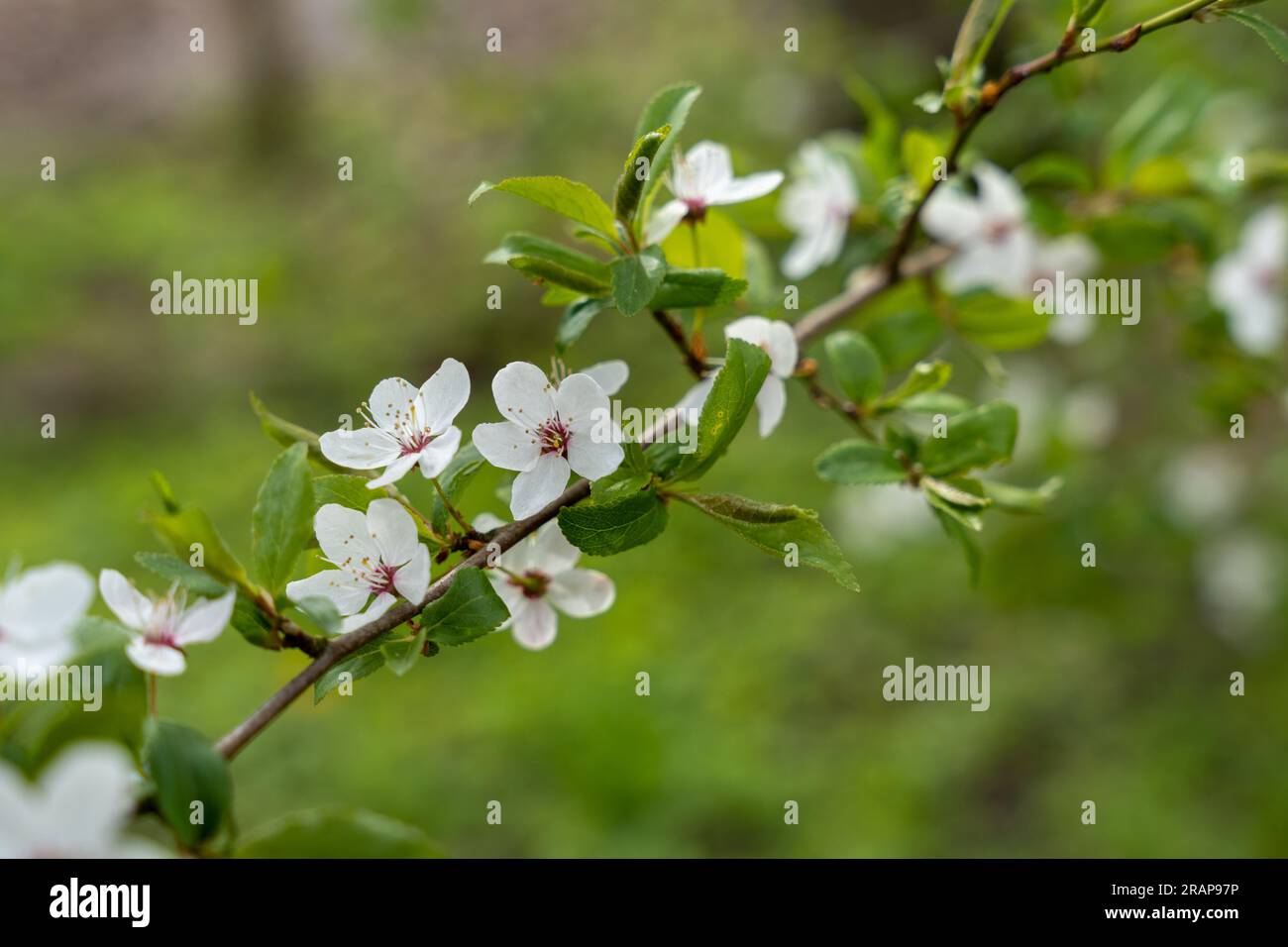 White cherry plum (Prunus cerasifera) blossoms Stock Photo - Alamy