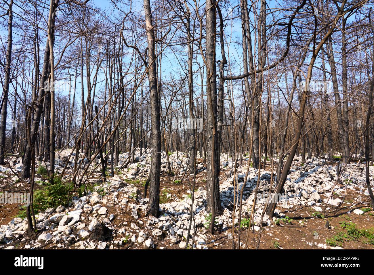burned trees between limestone rock after a frest fire in the Karst ...