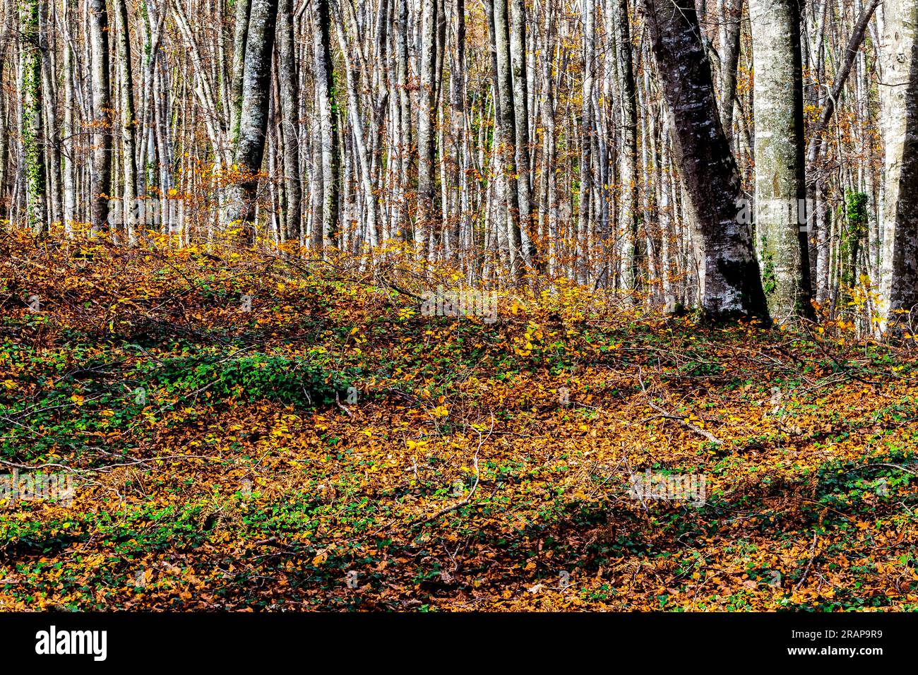 Autumn beech forest with leaves on the ground and volcanic rocks Stock ...