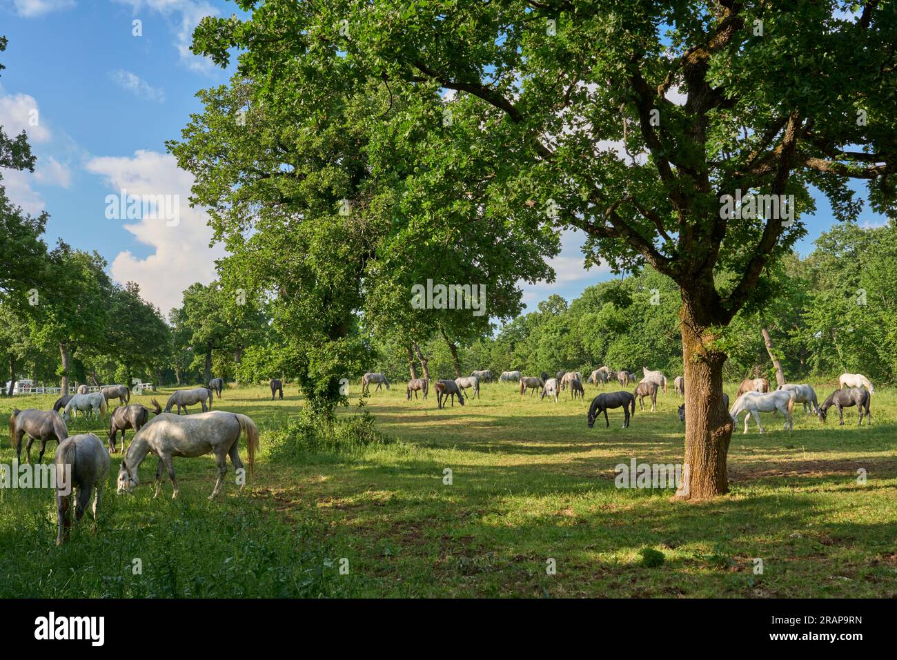 herd of Lipica horse in Lipica, Slovenia Stock Photo - Alamy