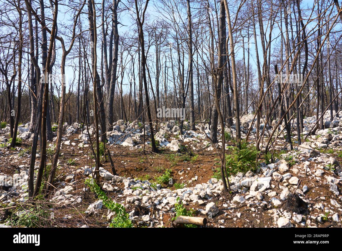 burned trees between limestone rock after a frest fire in the Karst ...