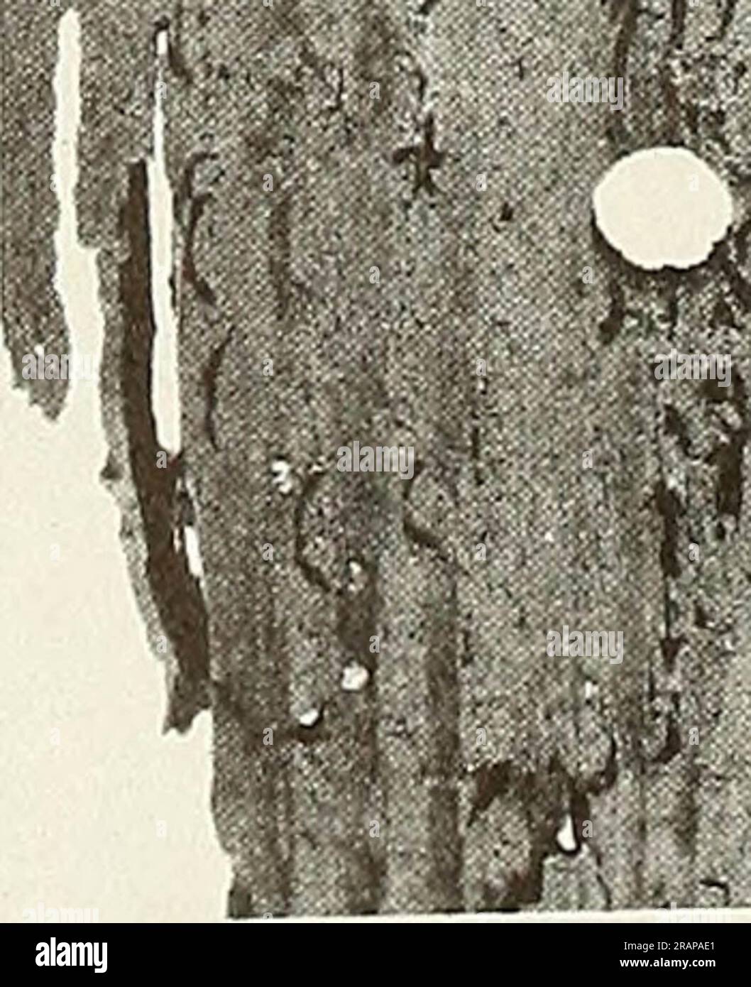 "Effect of bottom sediment containing hydrogen sulfide on materials ...