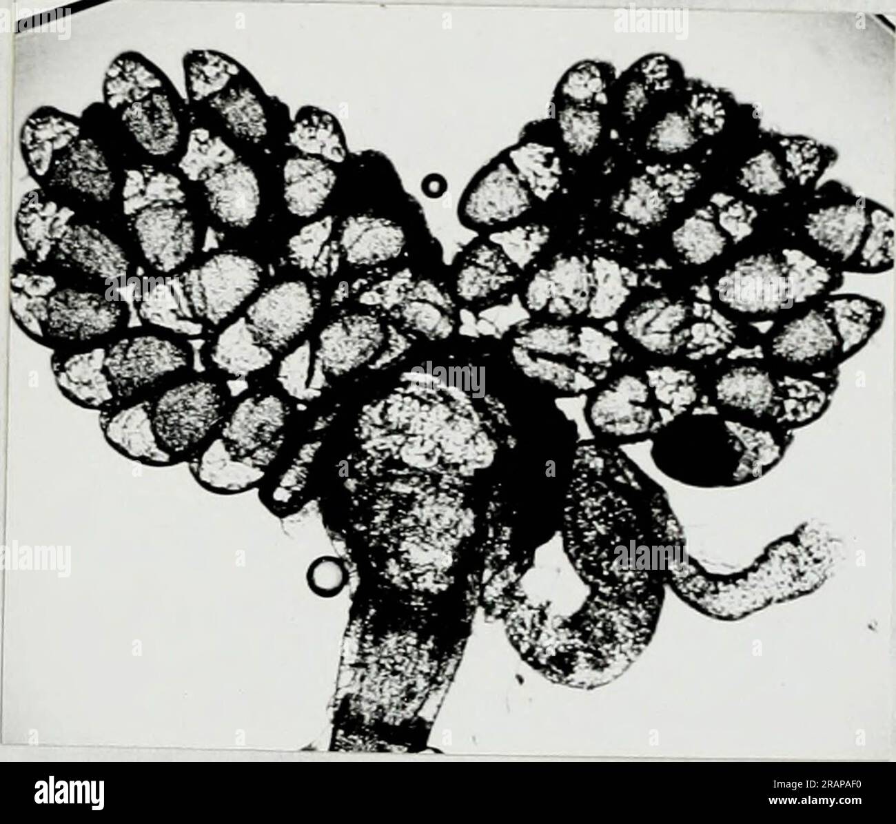 "Effect of cobalt 60 gamma rays on the biology of the eye gnat ...