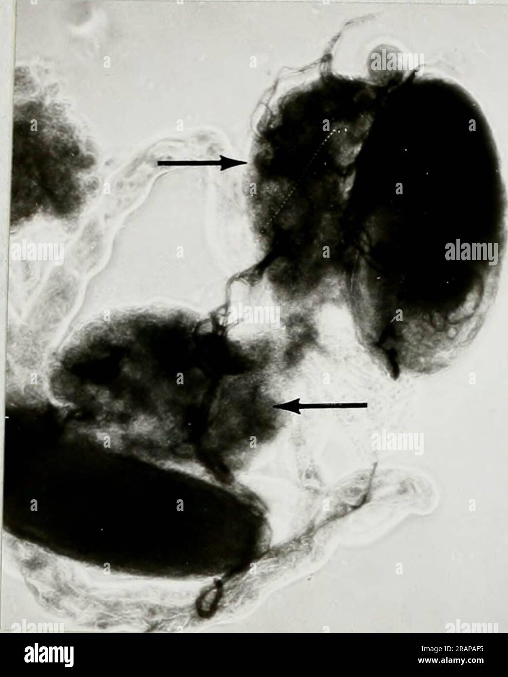 "Effect of cobalt 60 gamma rays on the biology of the eye gnat ...